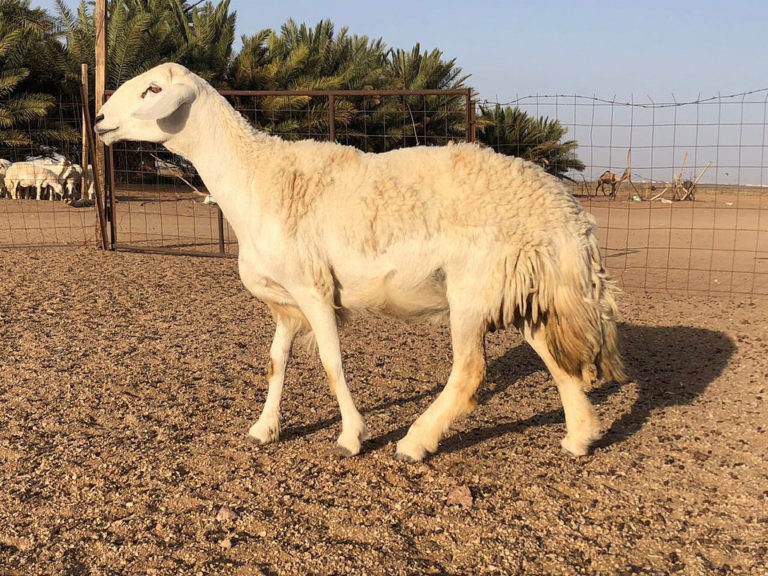 WET BLUE HARRI SHEEP SKINS - IRFAN MOHAMMED SAID ATIK LEATHER FACTORY